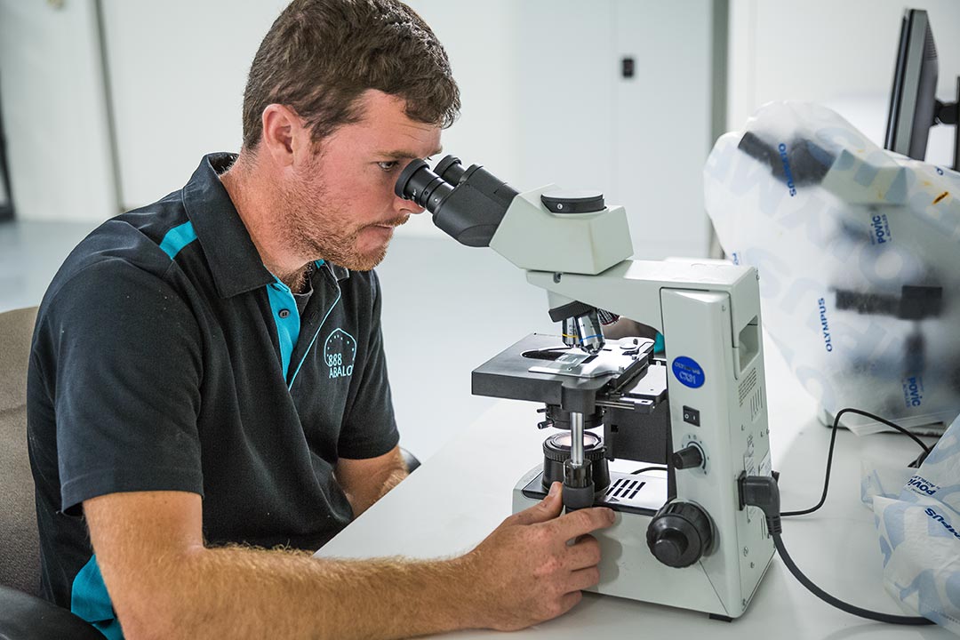 888 Abalone | Australian Abalone Farm | Western Australian Fresh ...